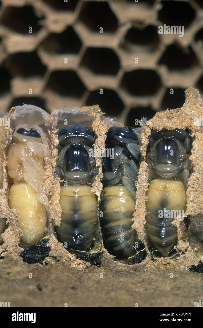 Vespula Vulgaris Nest High Resolution Stock Photography and Images - Alamy