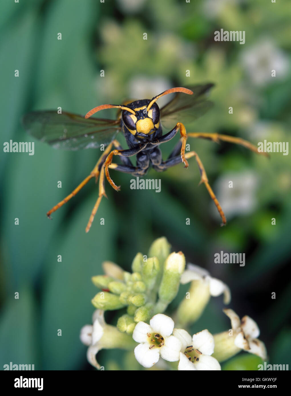Nimpha High Resolution Stock Photography and Images - Alamy