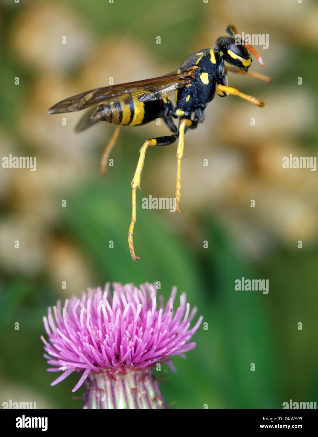 Lateral Communication High Resolution Stock Photography and Images - Alamy