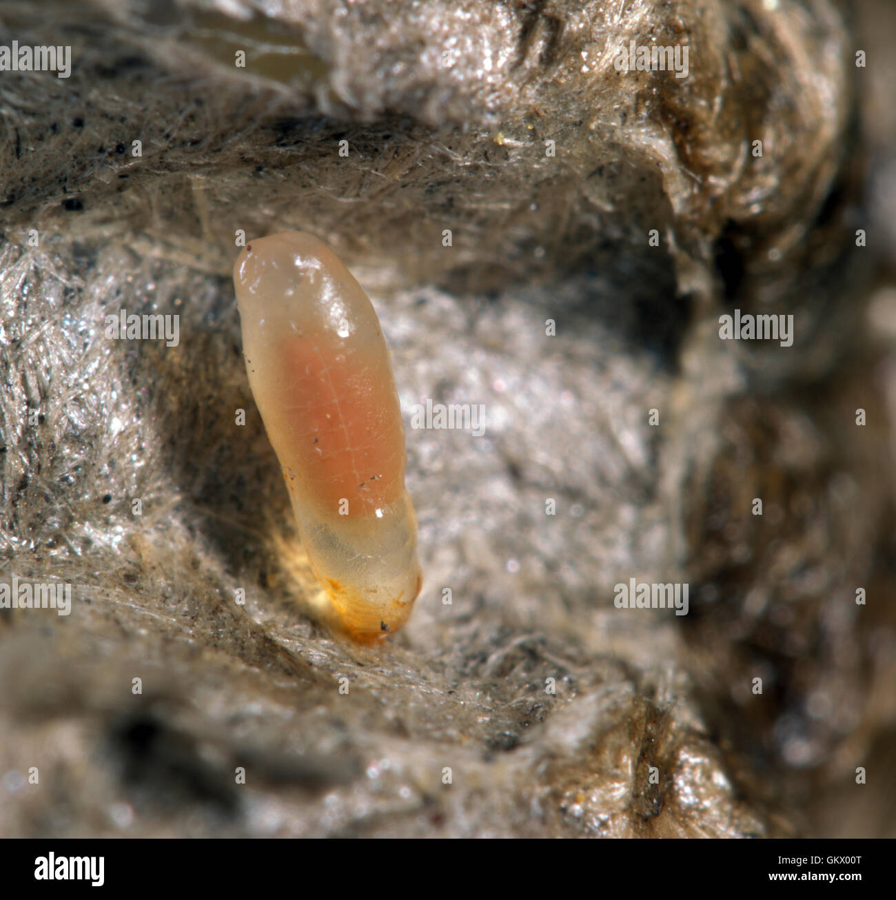 Wasp Larvae High Resolution Stock Photography and Images - Alamy