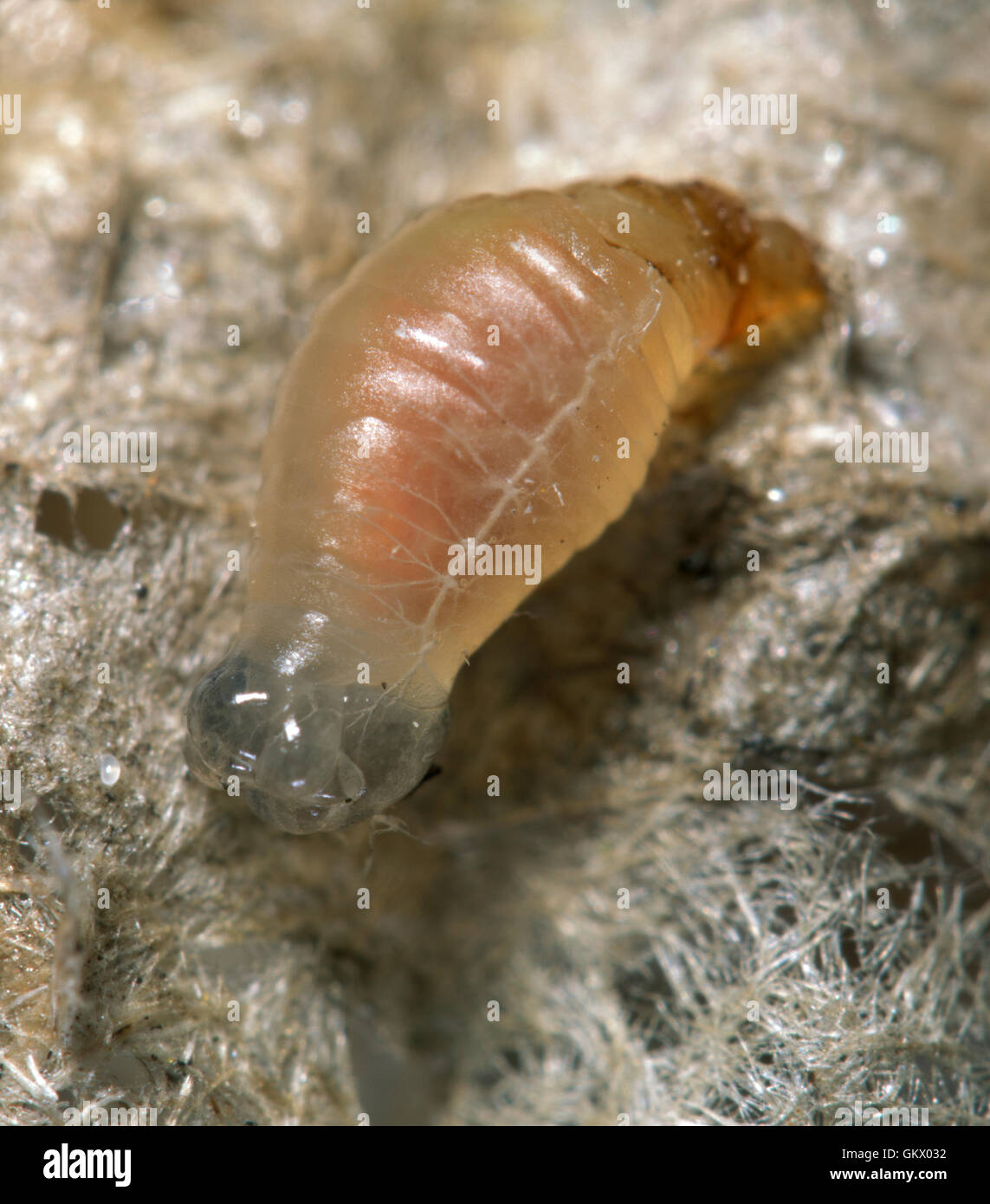 Wasp Larvae High Resolution Stock Photography and Images - Alamy