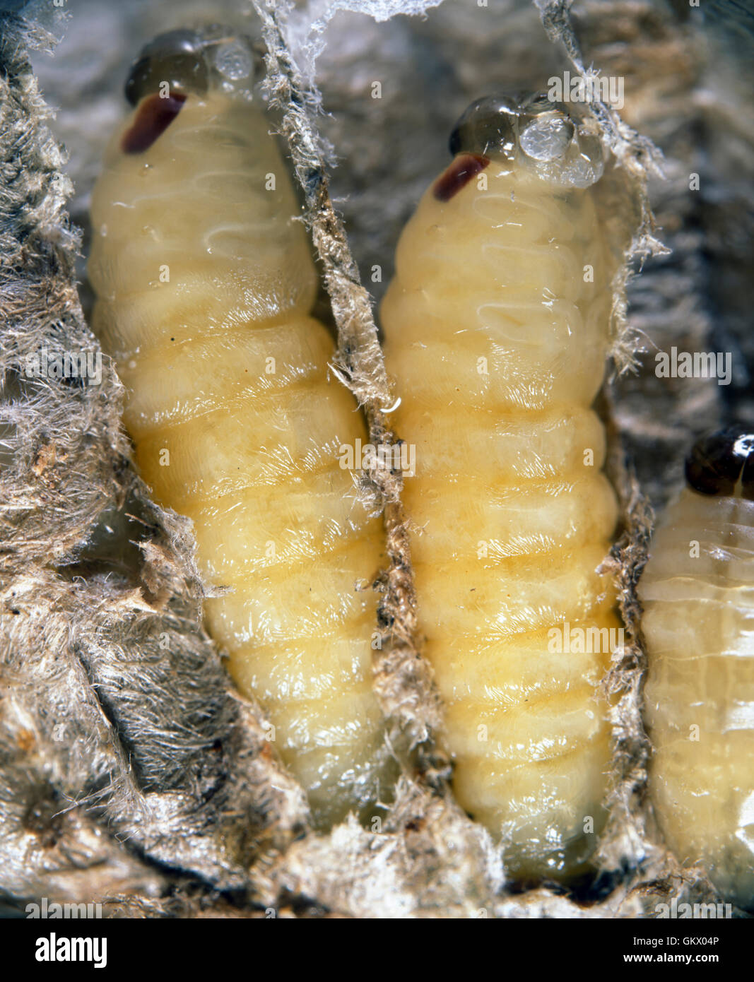 Wasp Nest With Cells High Resolution Stock Photography and Images - Alamy