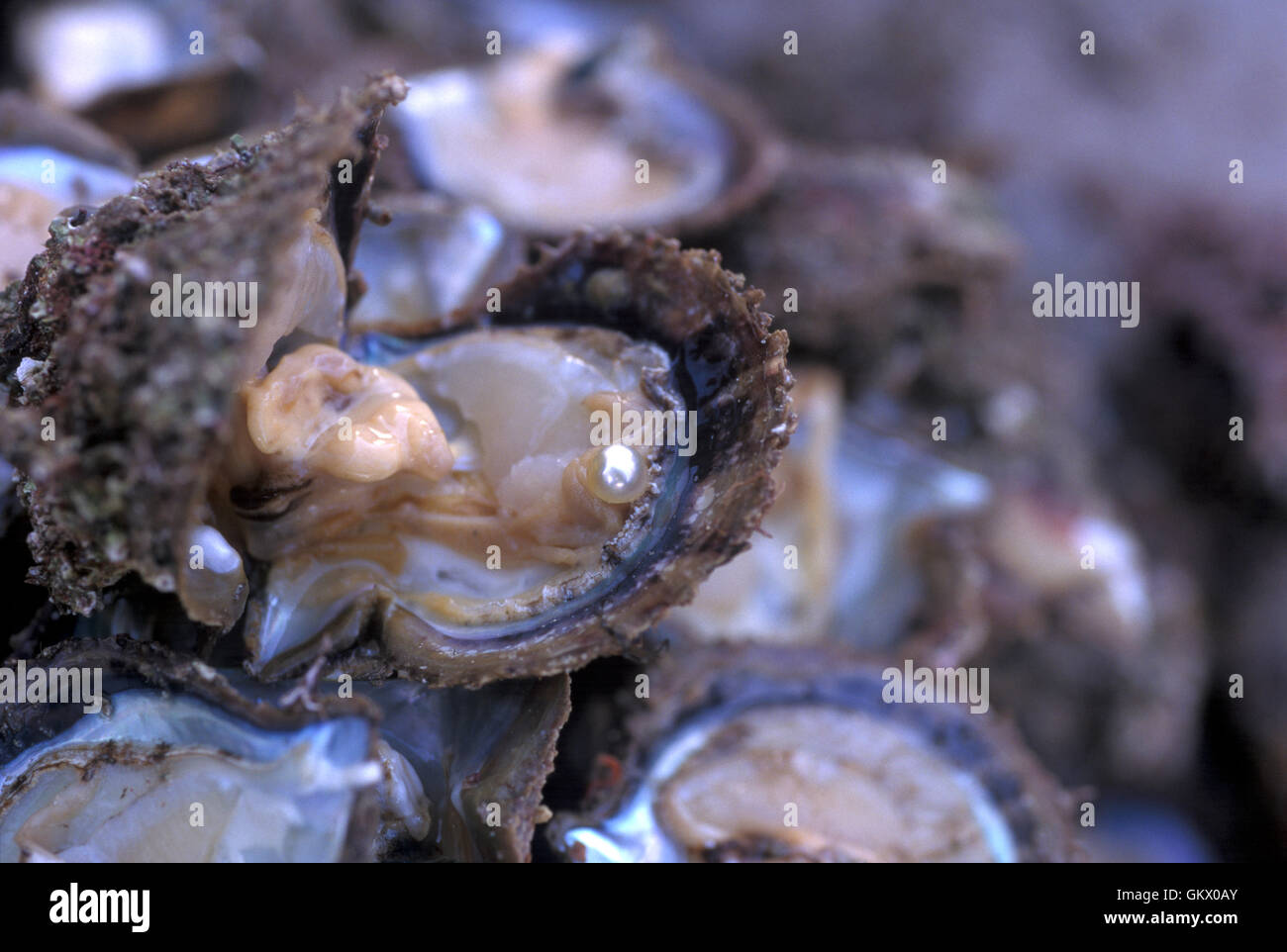 Pearl Oyster Pinctada Radiata Opened High Resolution Stock Photography ...
