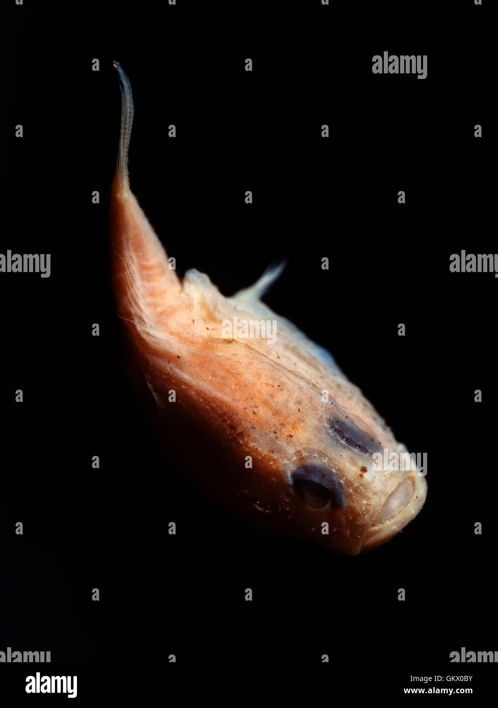 Anglerfish Deep Sea High Resolution Stock Photography and Images - Alamy