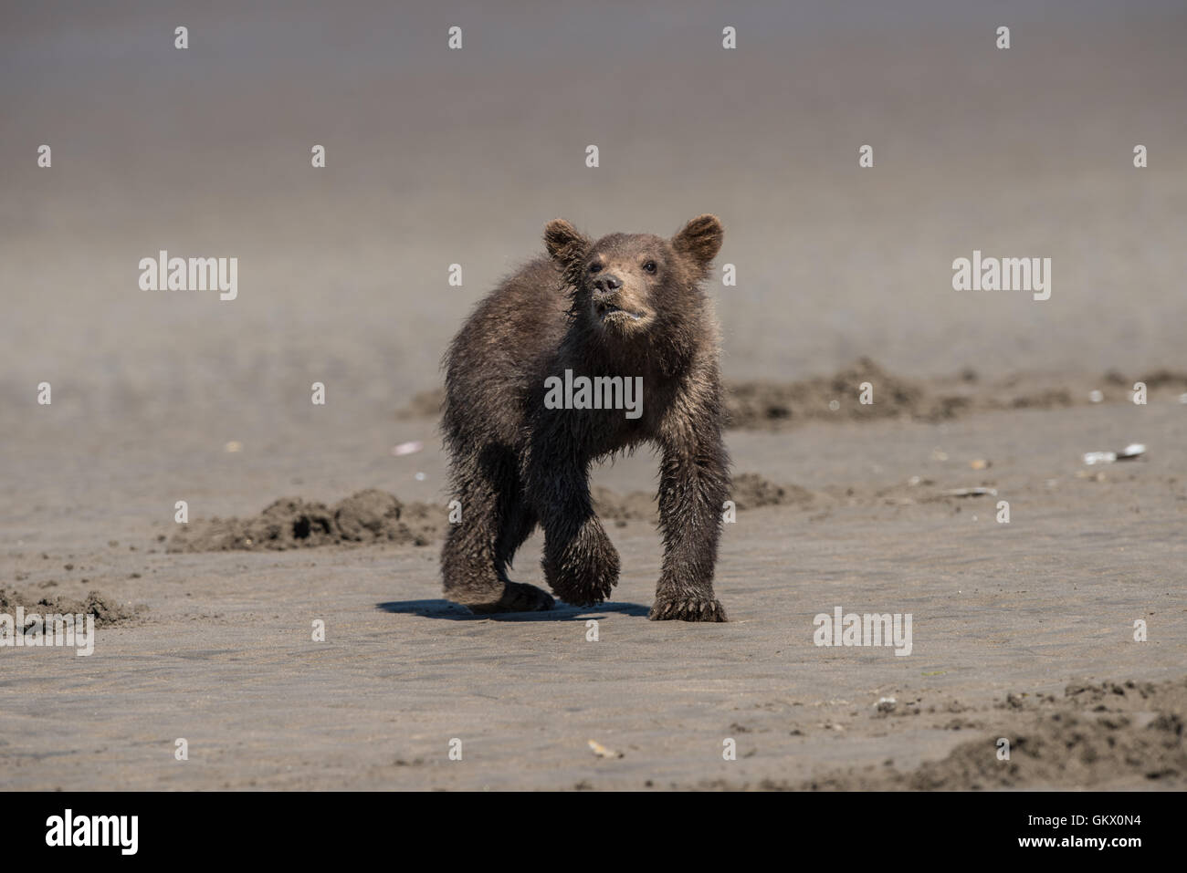 Brown bear cub walking on beach Stock Photo - Alamy