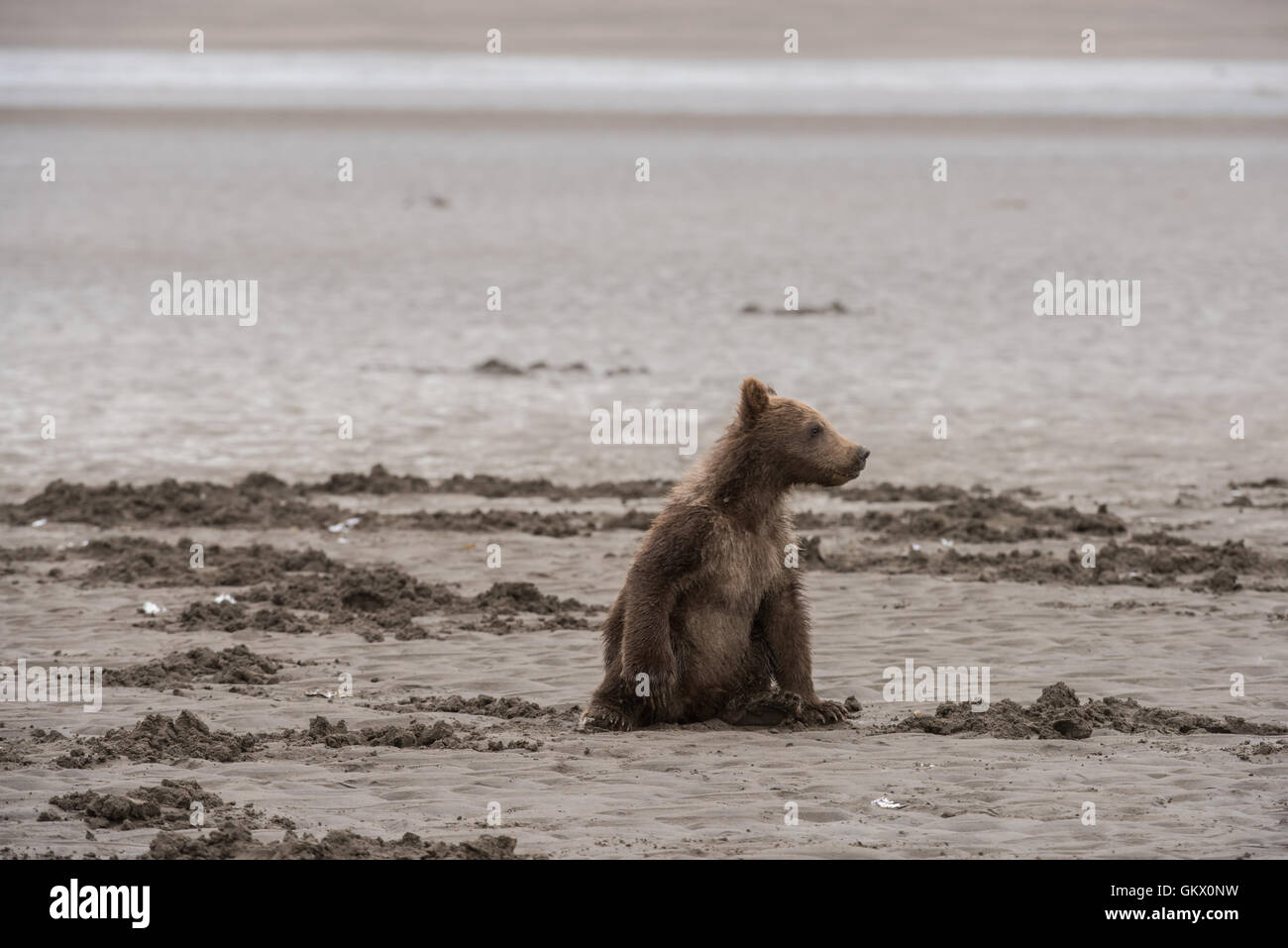Alaskan brown bear cub sitting on beach Stock Photo - Alamy