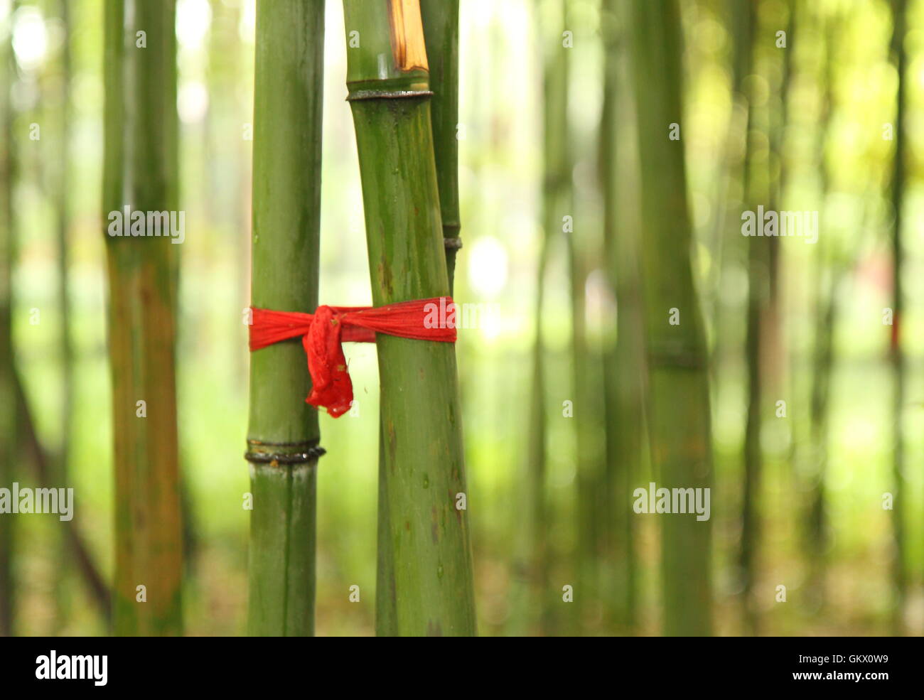 Bamboo forest monastery hi-res stock photography and images - Alamy