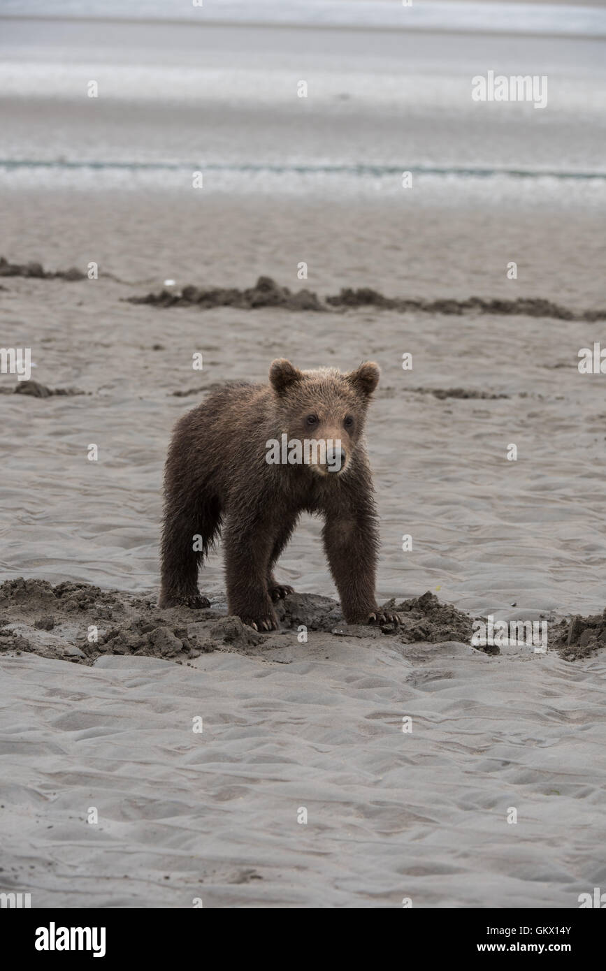 Brown bear cub walking on beach Stock Photo - Alamy
