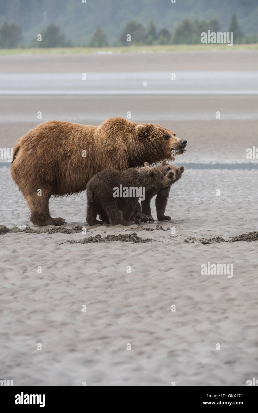 Mother brown bear and cubs hi-res stock photography and images - Alamy