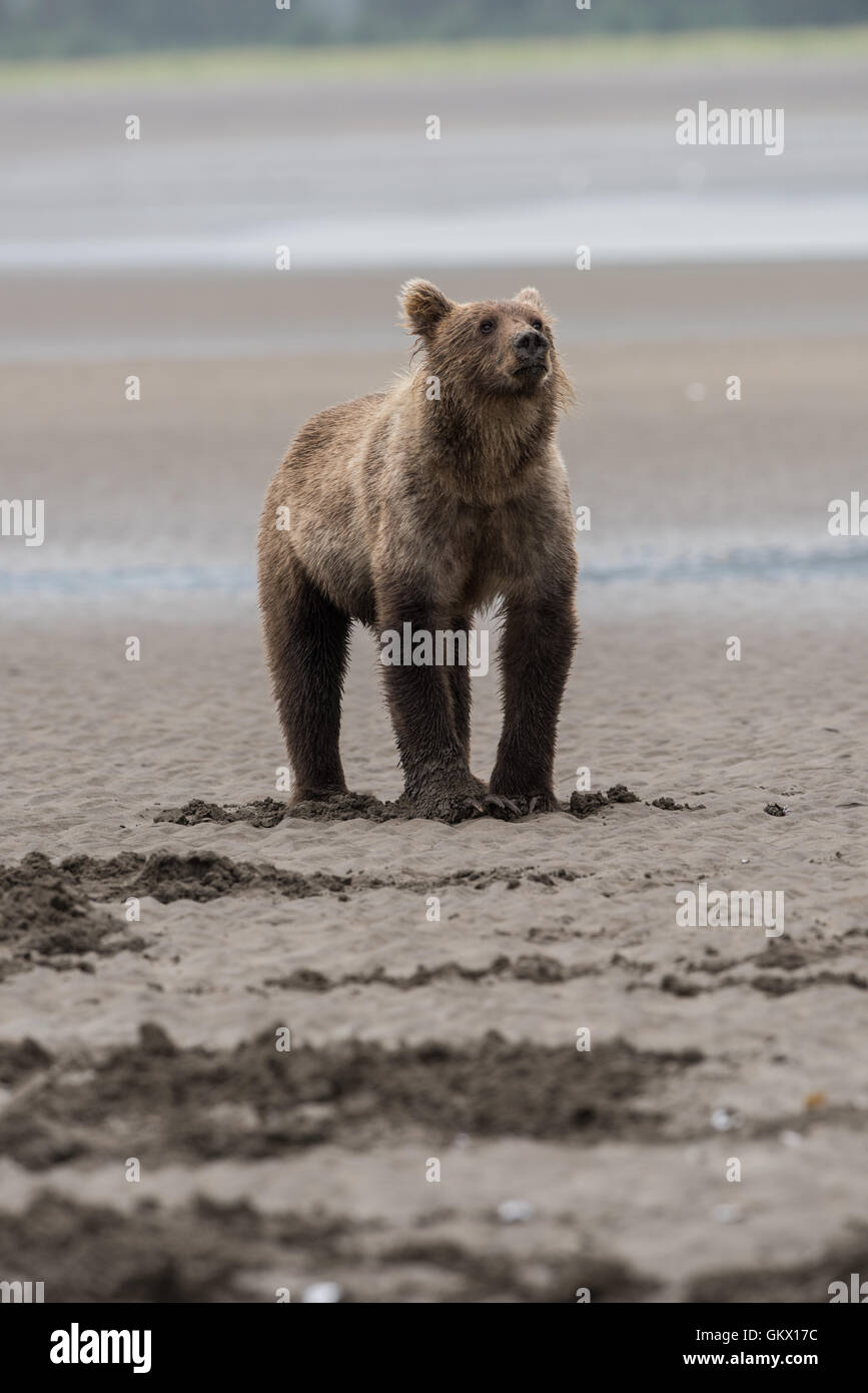 Bear beach hi-res stock photography and images - Alamy