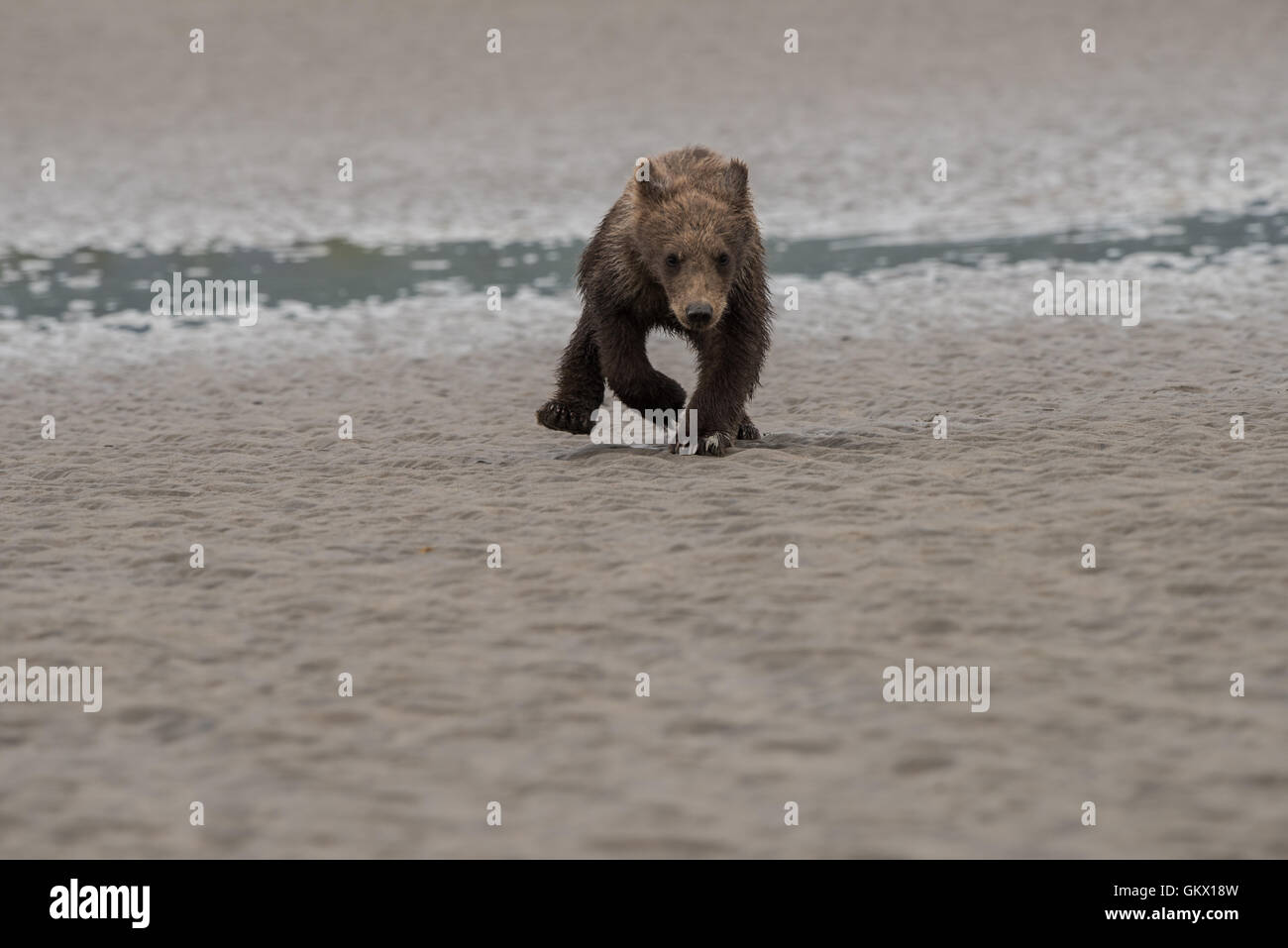 Brown bear cub running on beach Stock Photo - Alamy