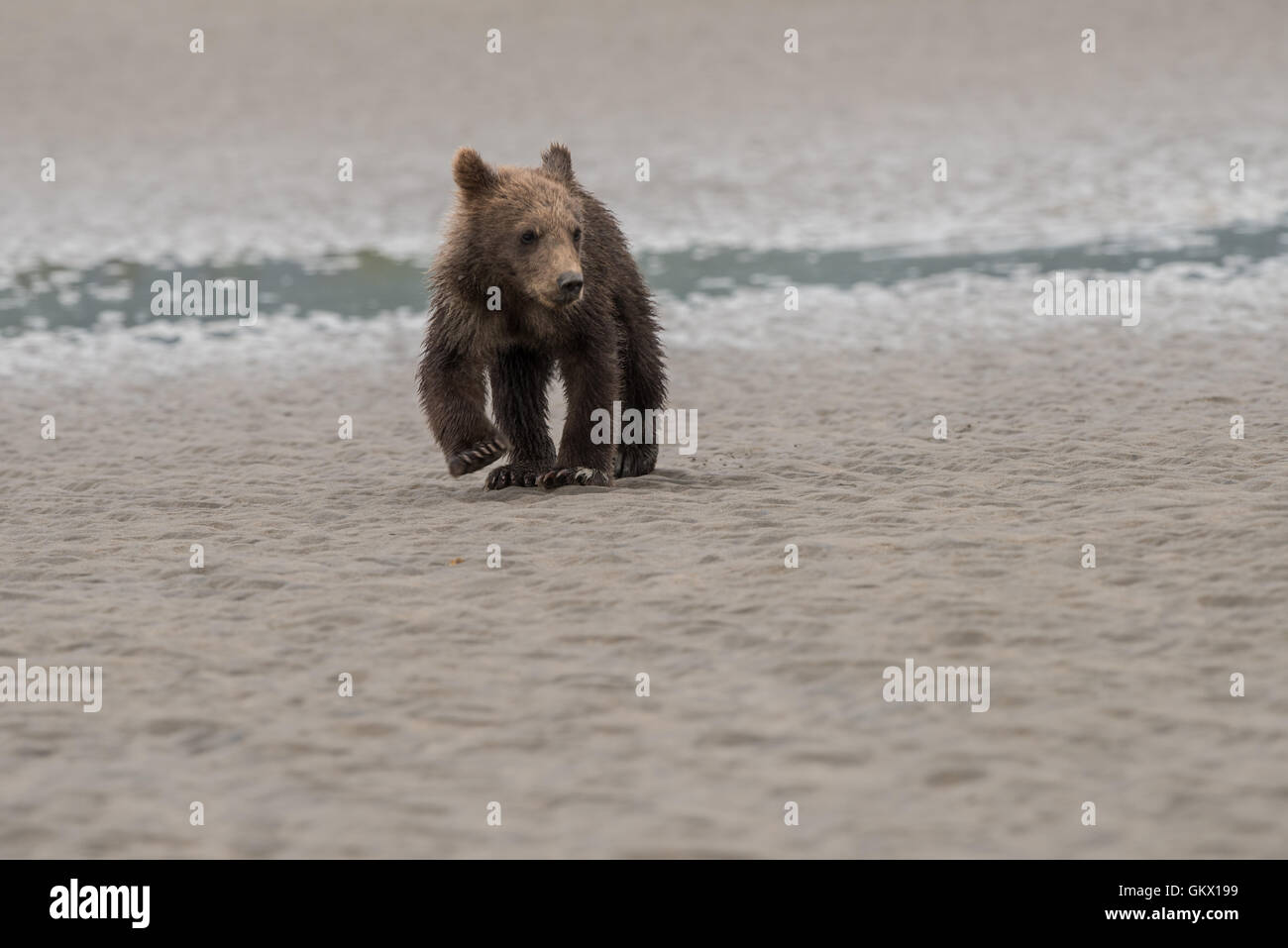 Bear and cub walking hi-res stock photography and images - Alamy