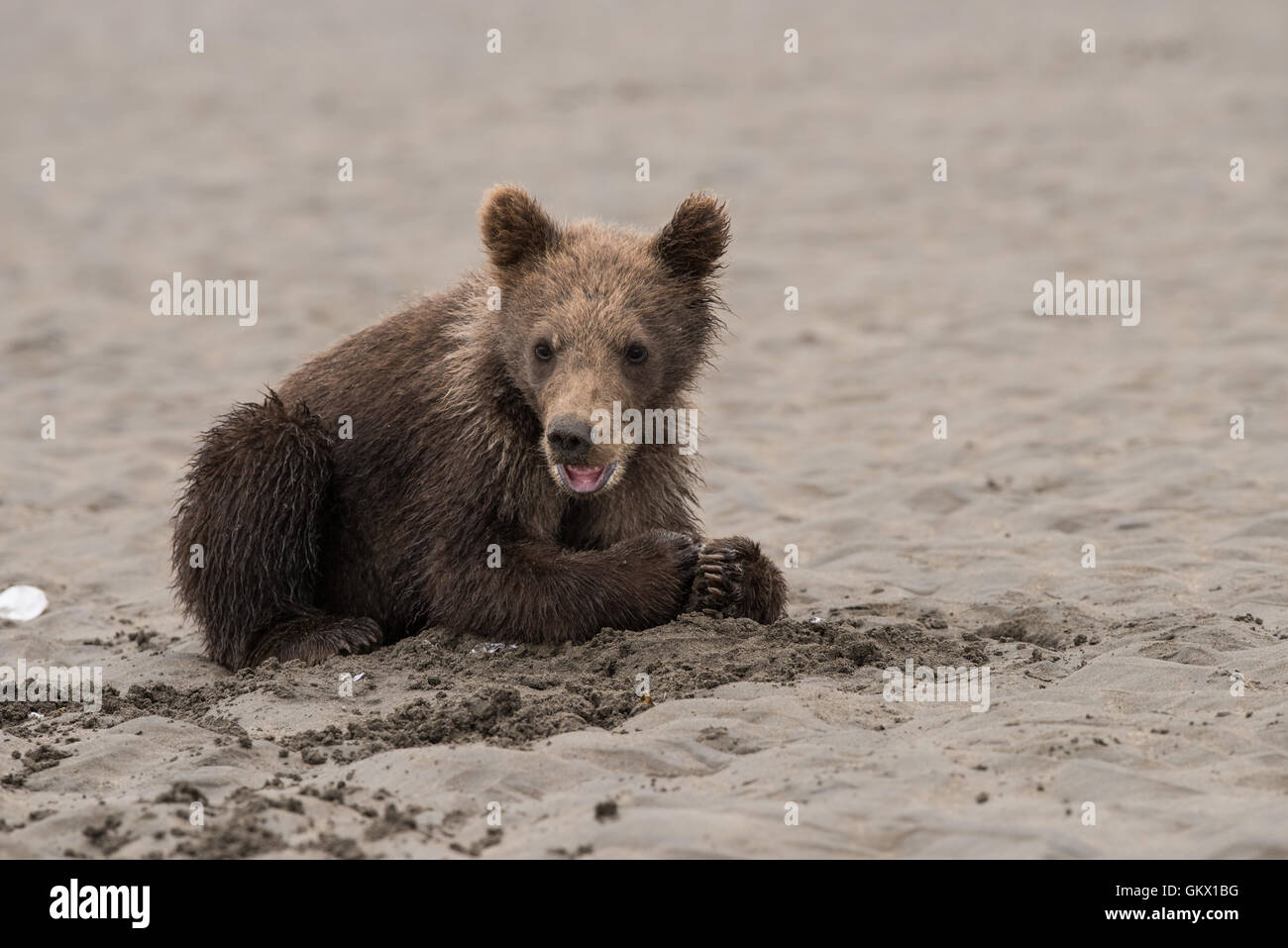 Grizzly bear cubs sitting on beach hi-res stock photography and images ...