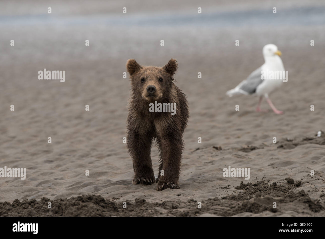Brown bear cub walking on beach Stock Photo - Alamy