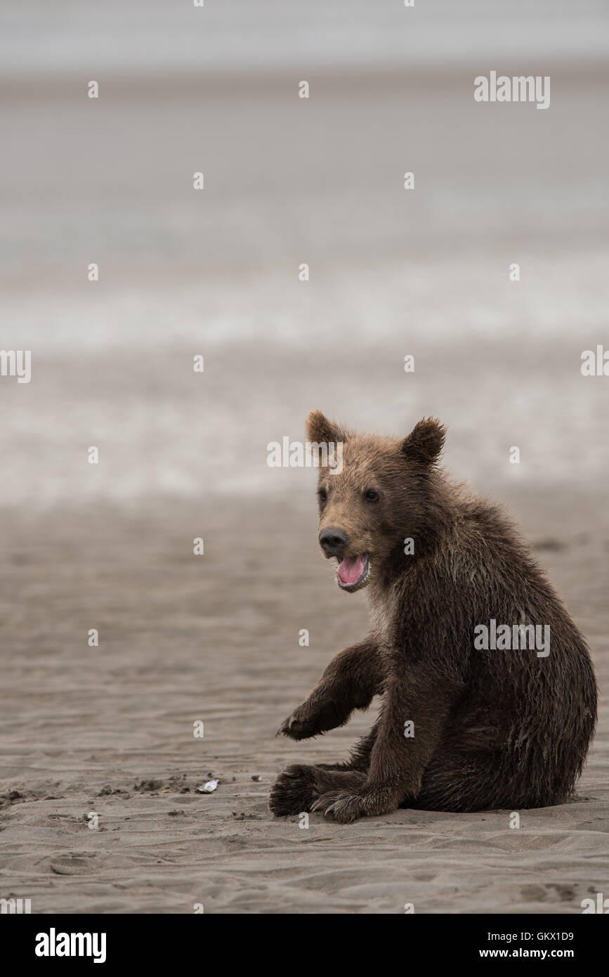 Alaskan brown bear cub sitting on beach Stock Photo - Alamy