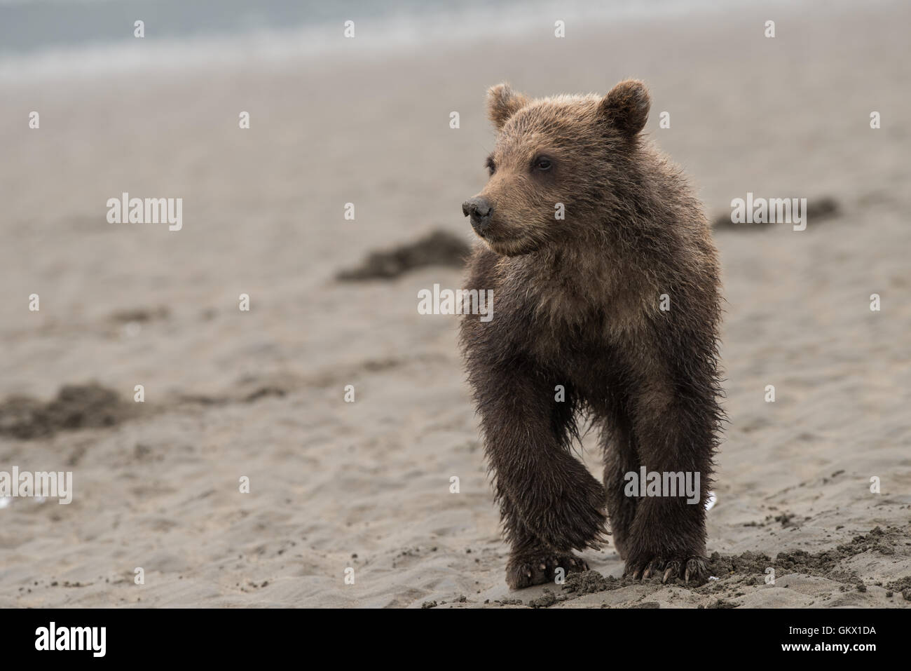 Brown bear cub walking on beach Stock Photo - Alamy