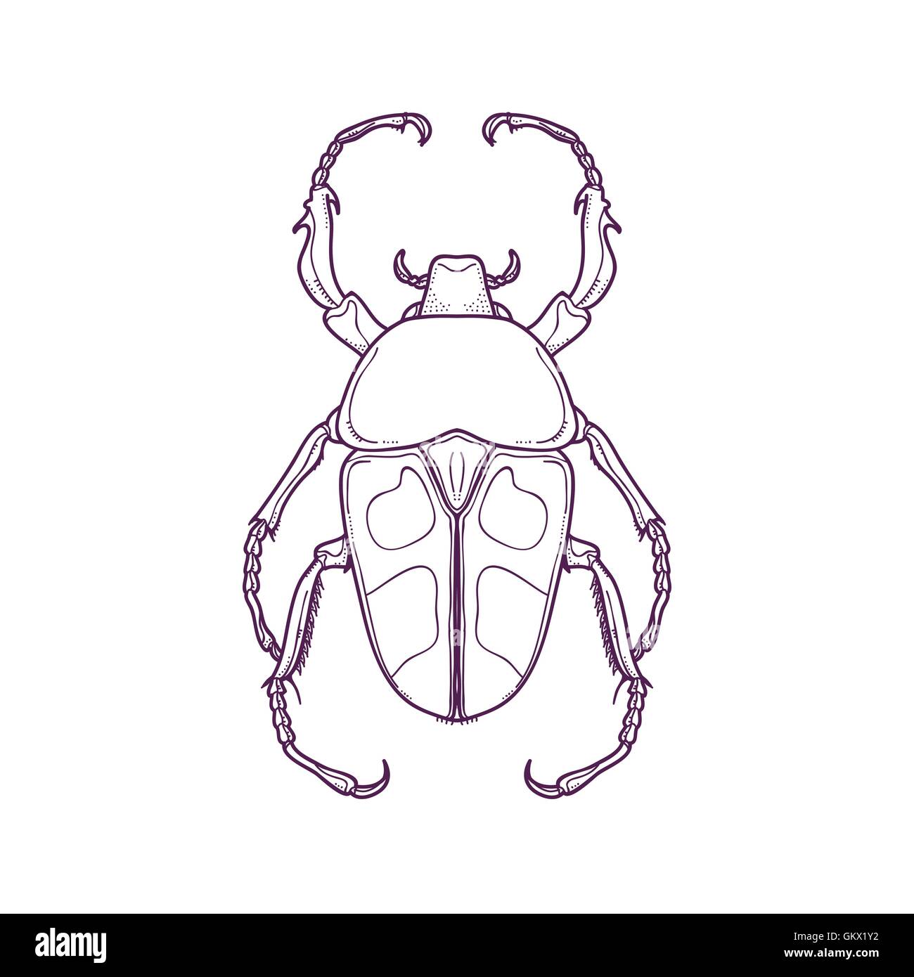 Vector Illustration of Outline Beetle Bug Insect Hand Drawn for ...