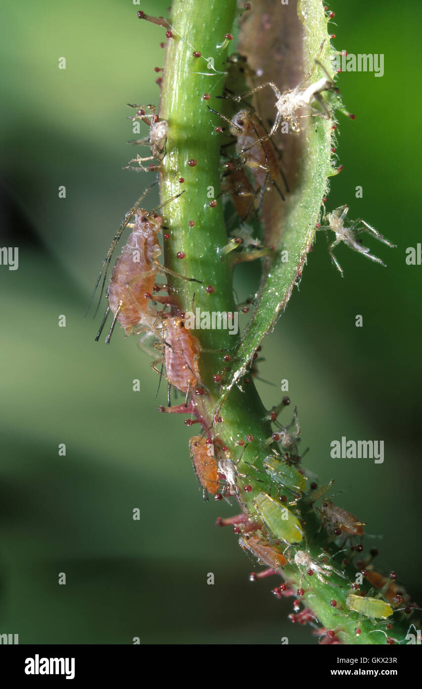 Wingless Aphid Stock Photos & Wingless Aphid Stock Images - Alamy