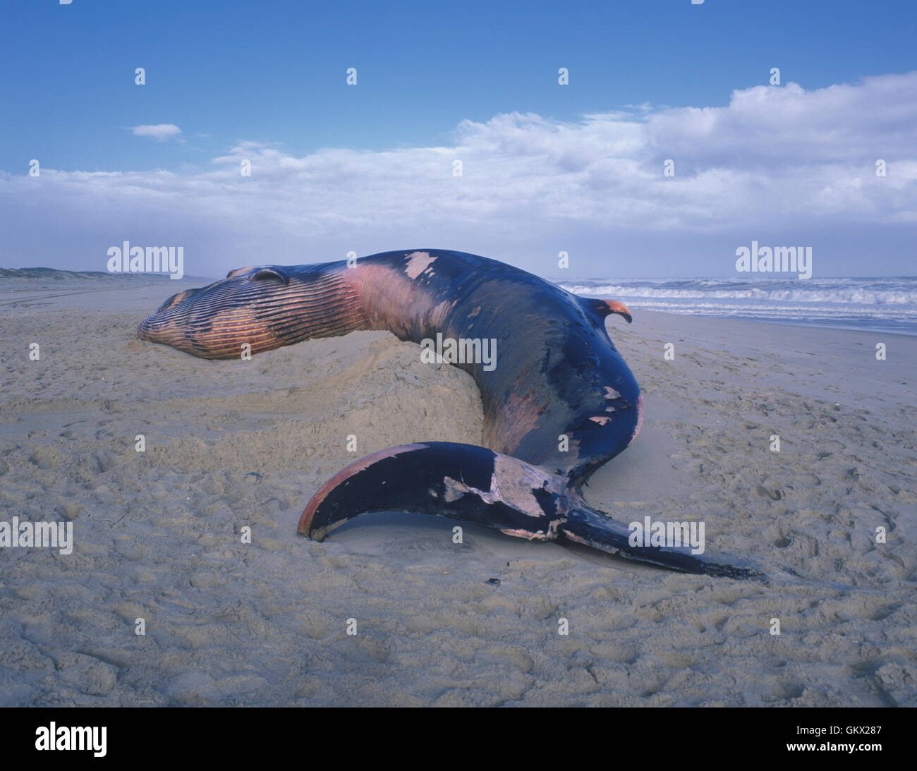 Rorqual Wildlife High Resolution Stock Photography and Images - Alamy