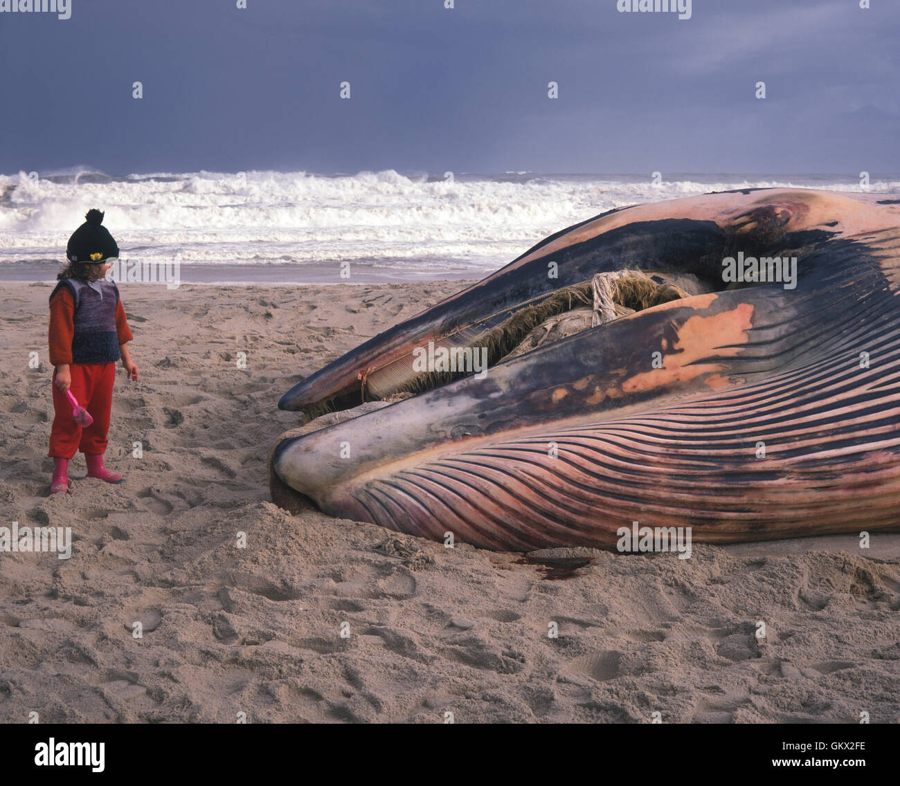 Rorqual Wildlife High Resolution Stock Photography and Images - Alamy