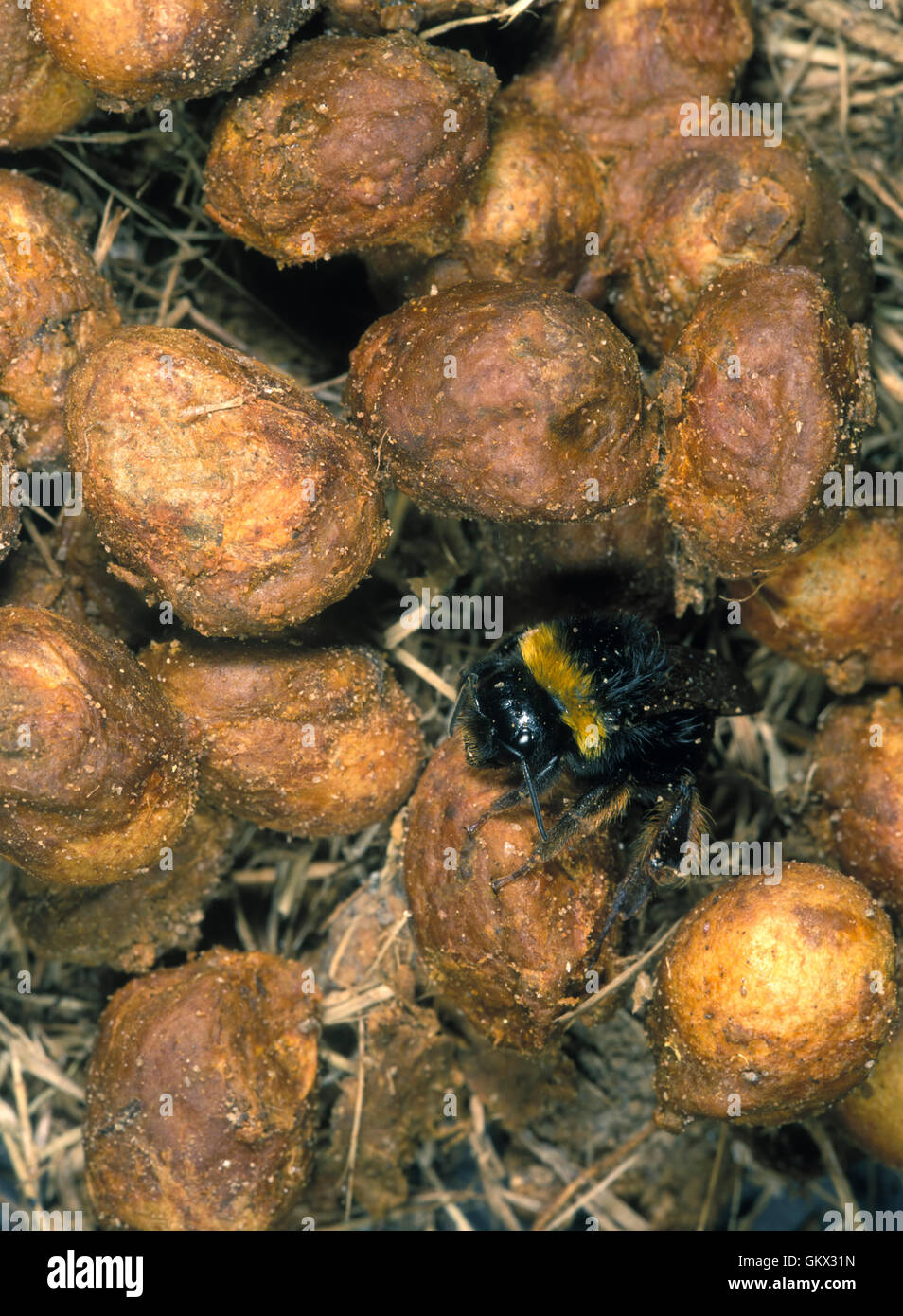Bumblebee Communication High Resolution Stock Photography and Images ...