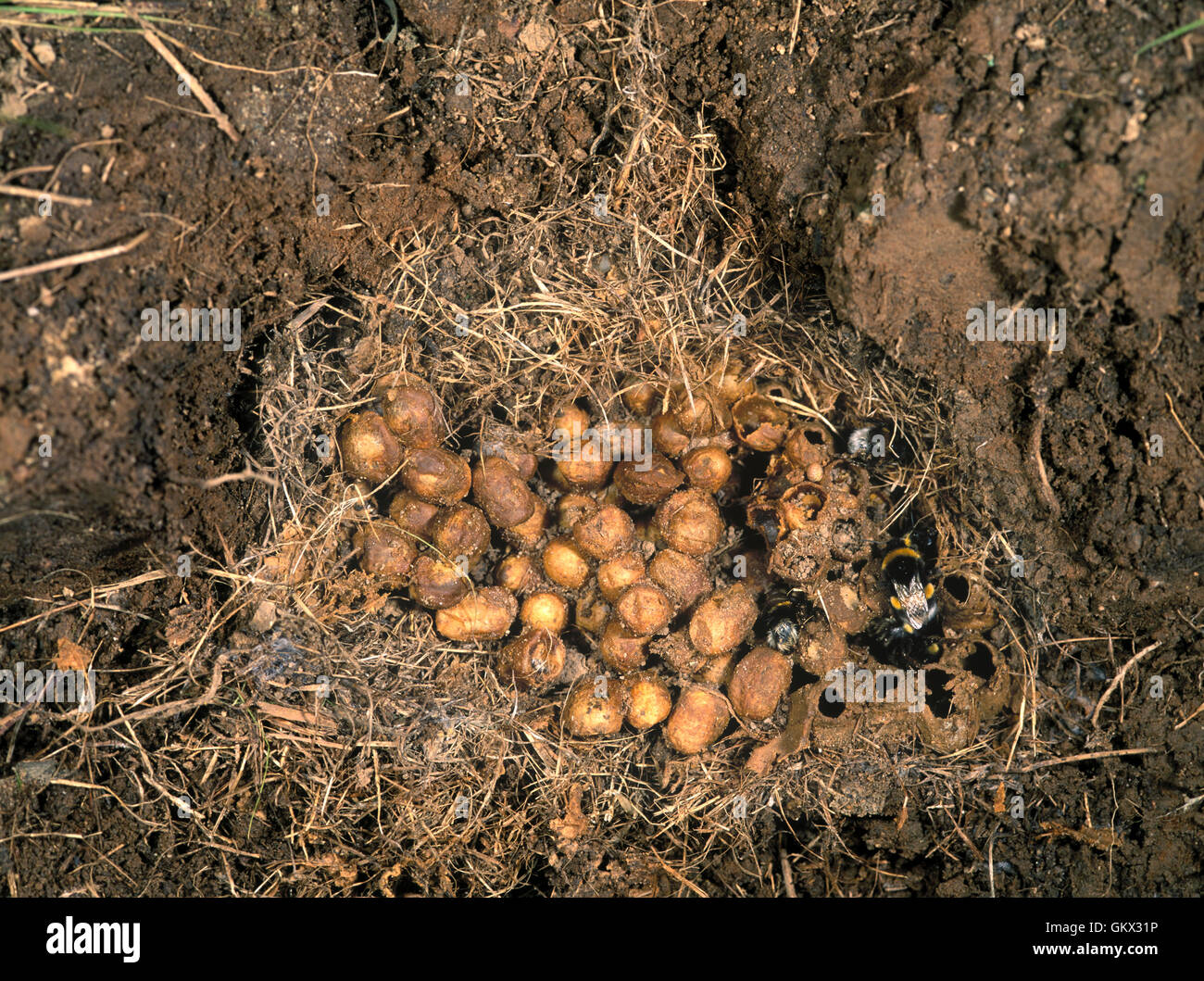 Pollen Chamber High Resolution Stock Photography and Images - Alamy
