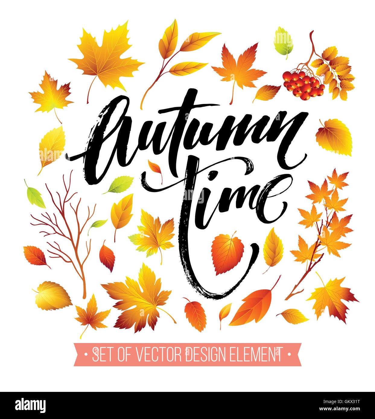 Color autumn leaves on white background. Fall leaf set. Vector ...