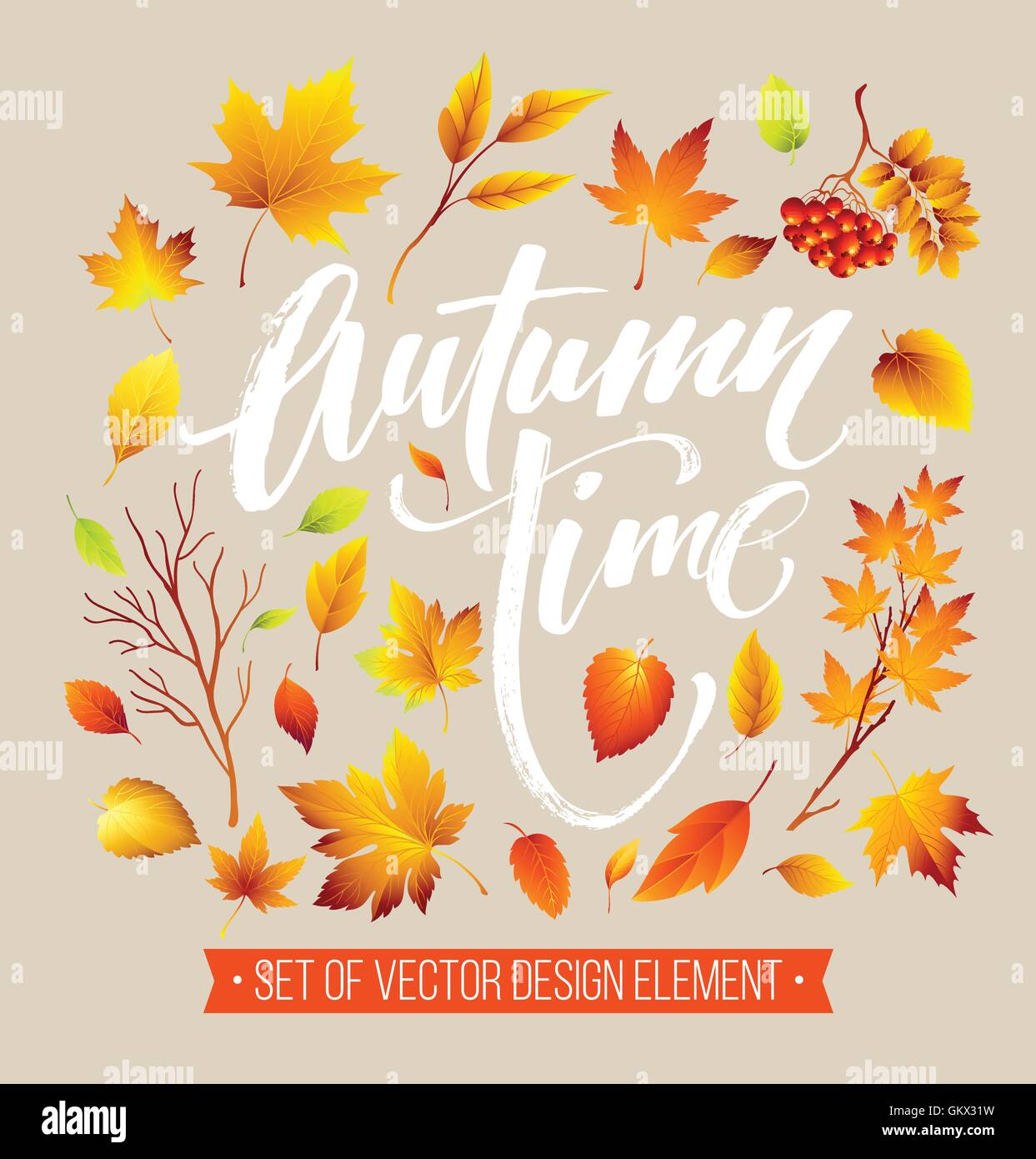 Color autumn leaves on white background. Fall leaf set. Vector ...