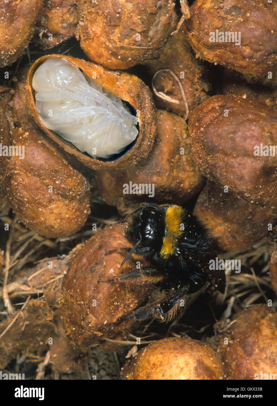 Bumblebee Nest High Resolution Stock Photography and Images - Alamy