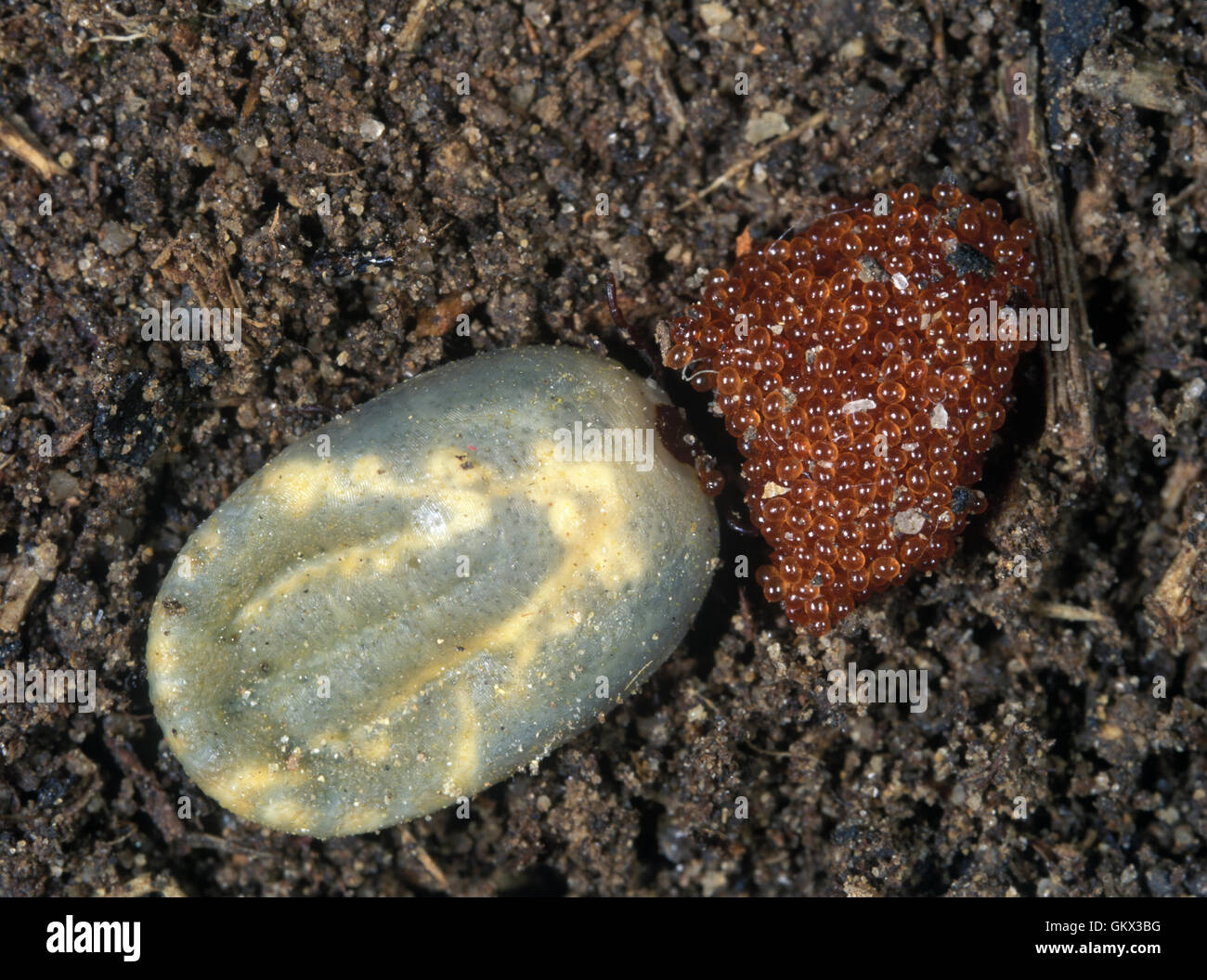 Dog Ticks Ixodes Ricinus High Resolution Stock Photography and Images ...