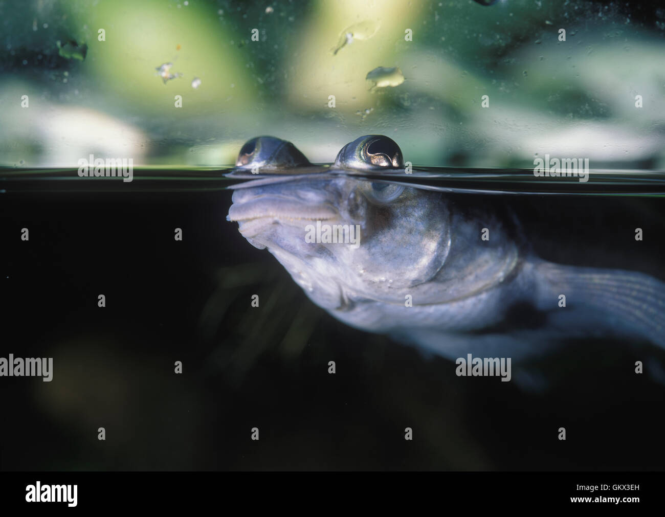 Parts Of The Eye High Resolution Stock Photography and Images - Alamy