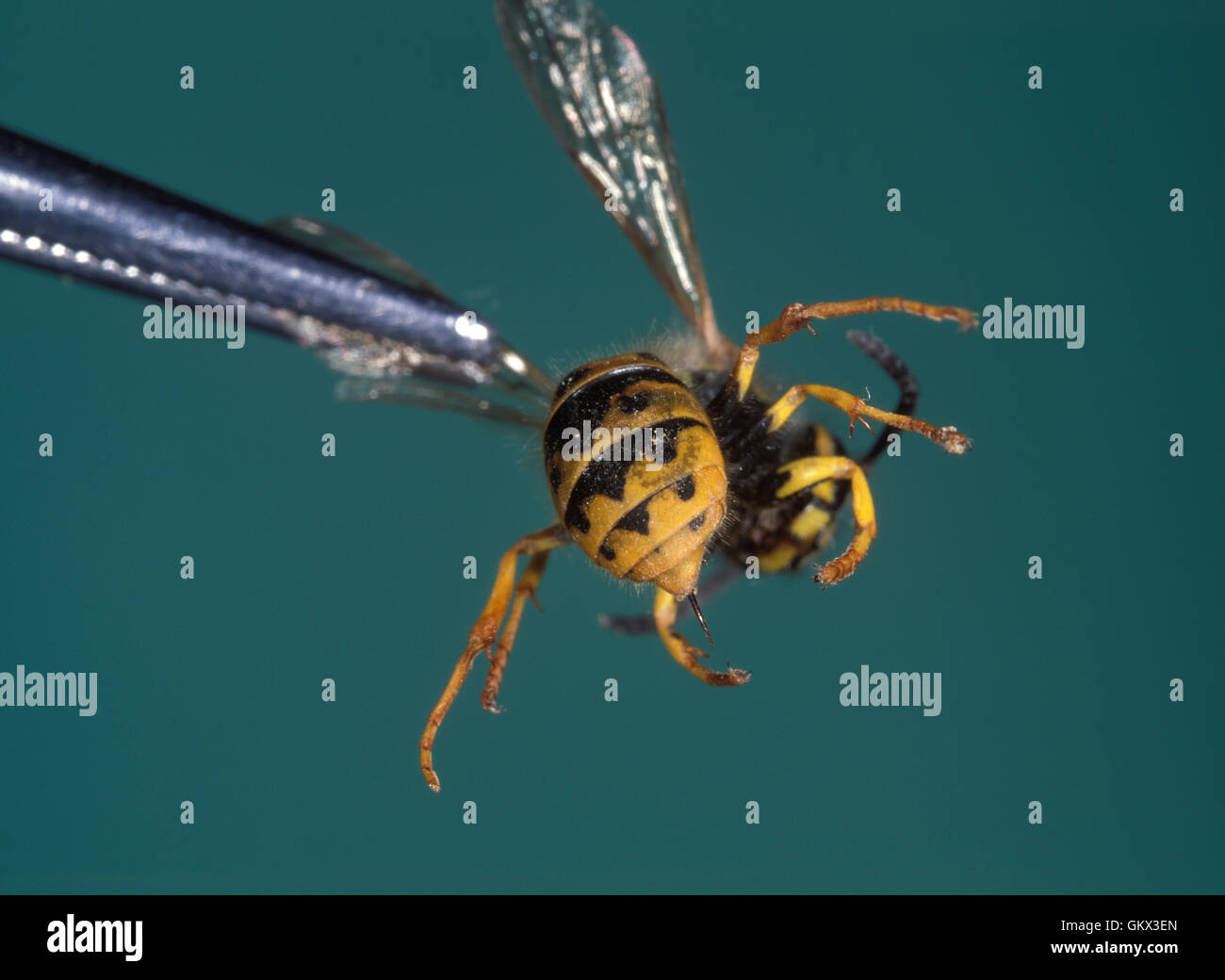 Common Wasp Vespula Vulgaris High Resolution Stock Photography and ...