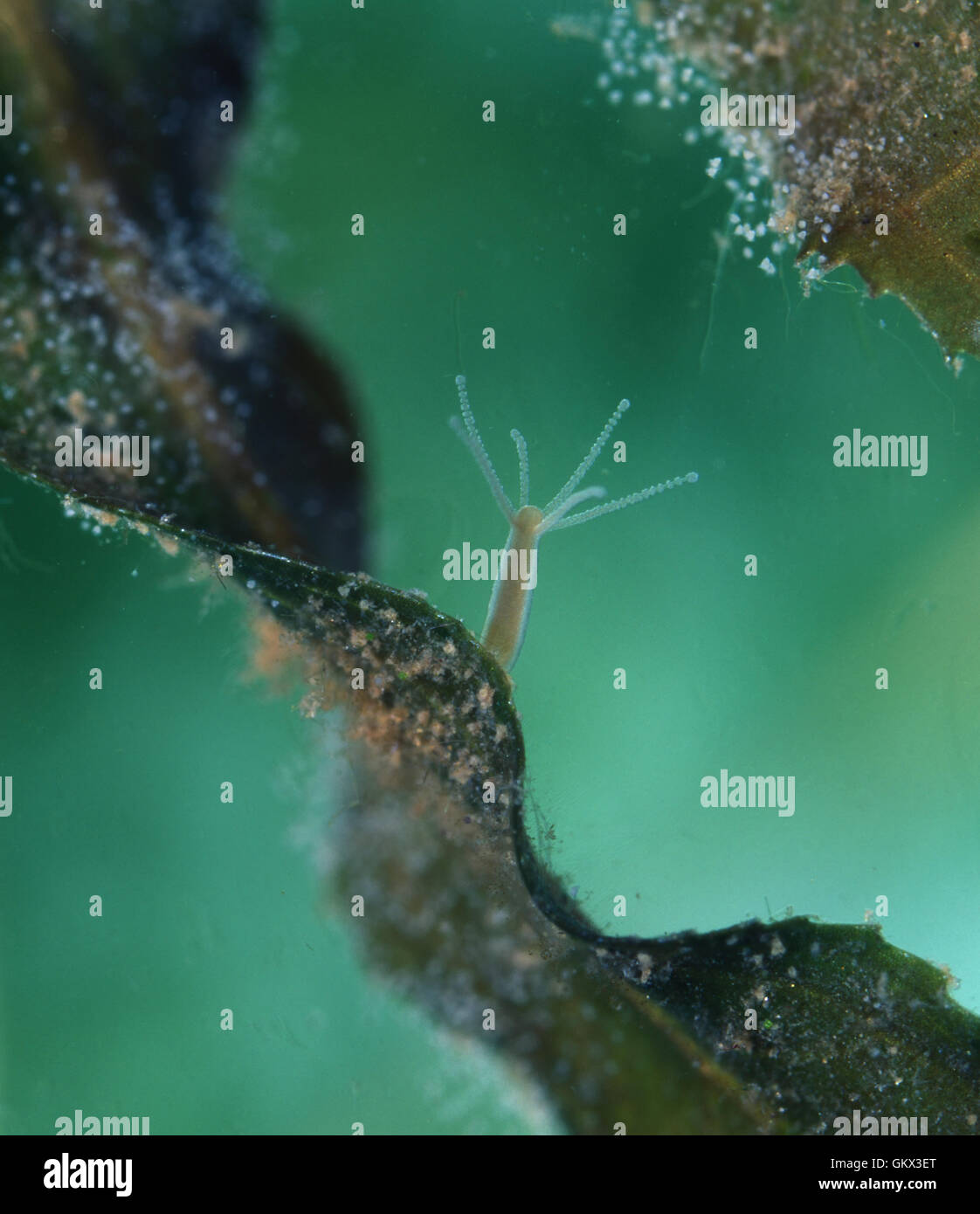 Freshwater Hydra High Resolution Stock Photography and Images - Alamy