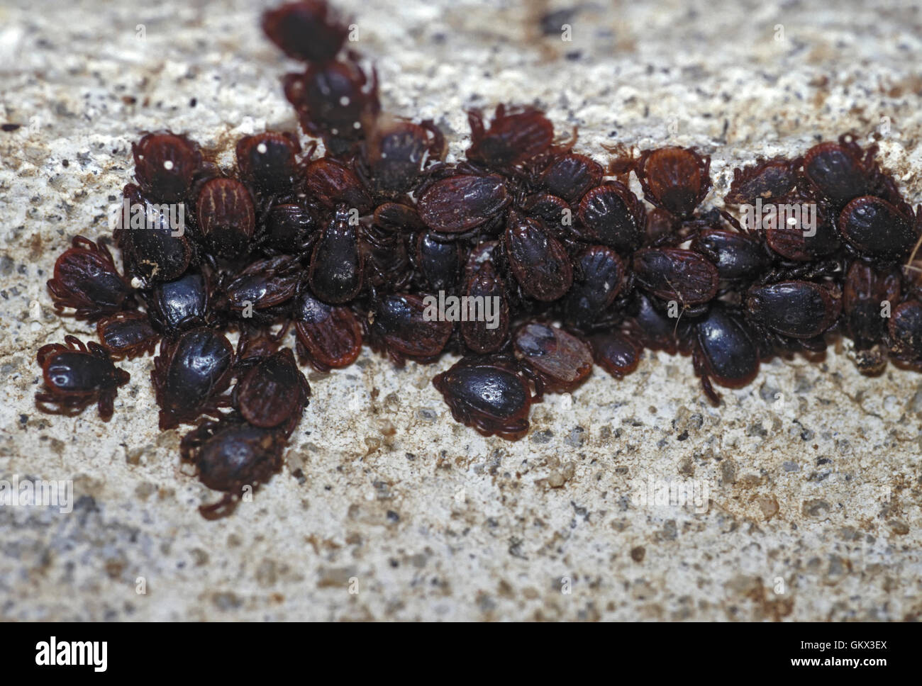Dog Ticks Ixodes Ricinus High Resolution Stock Photography and Images ...