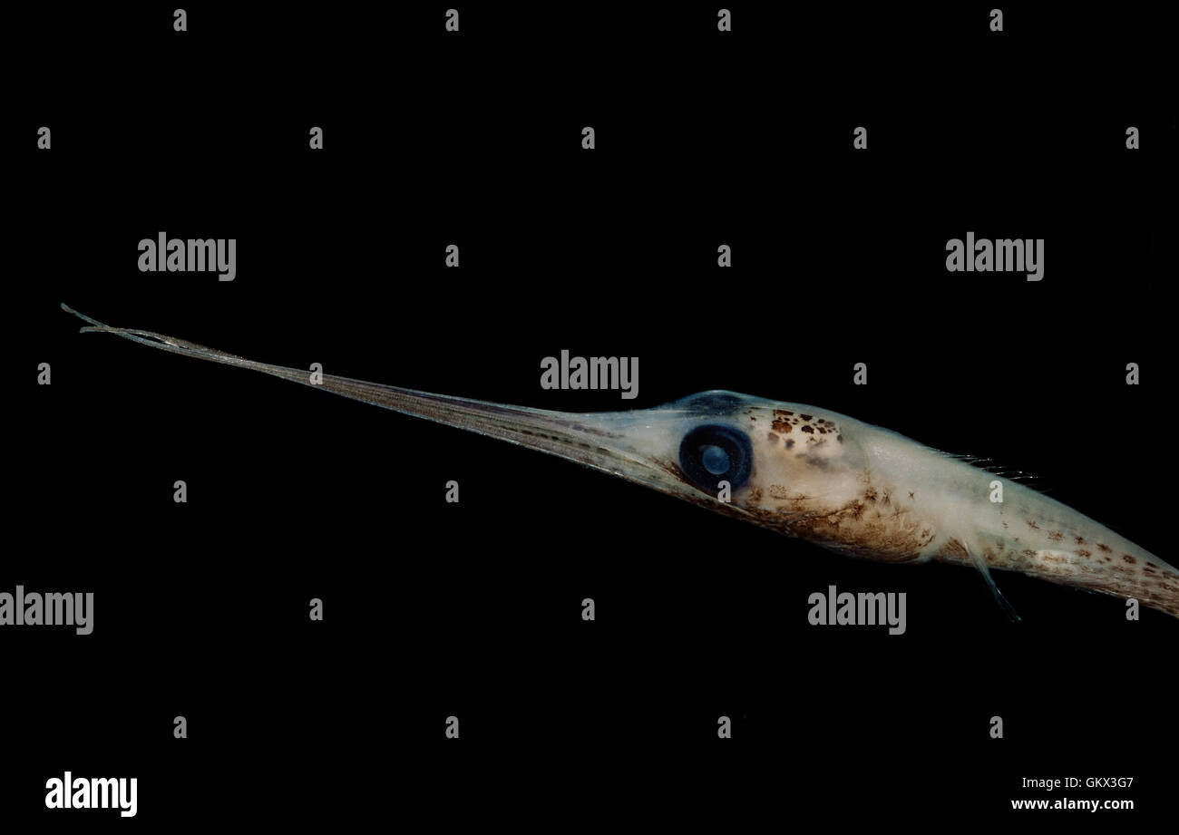 Snipe Fish High Resolution Stock Photography and Images - Alamy