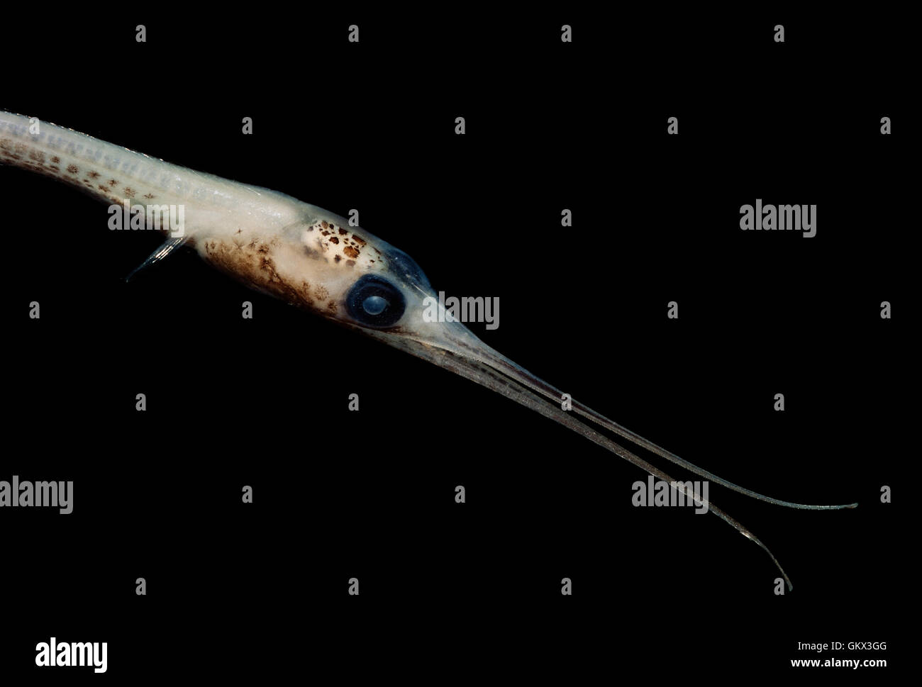 Deep Water Animal High Resolution Stock Photography and Images - Alamy