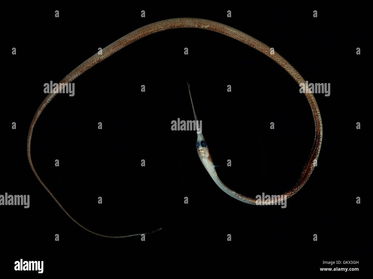 Deepsea Snipe Eel High Resolution Stock Photography and Images - Alamy