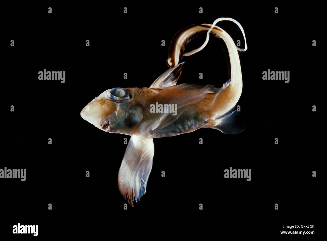 Chimaera Or Ratfish High Resolution Stock Photography and Images - Alamy