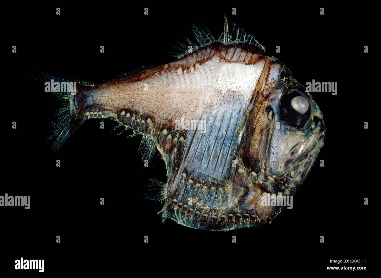 Silver Hatchetfish High Resolution Stock Photography and Images - Alamy