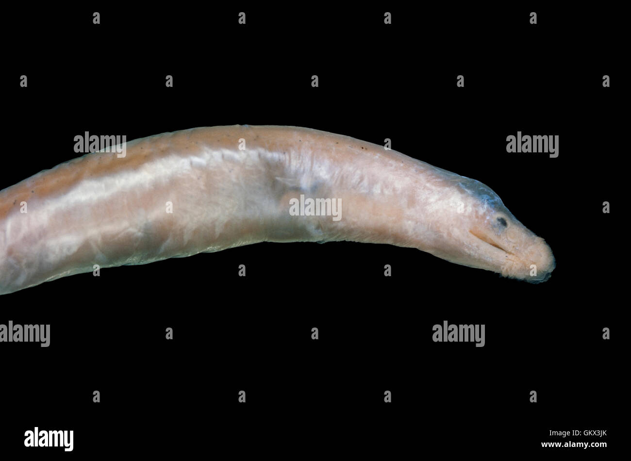 Grotesque Creature Stock Photos & Grotesque Creature Stock Images - Alamy