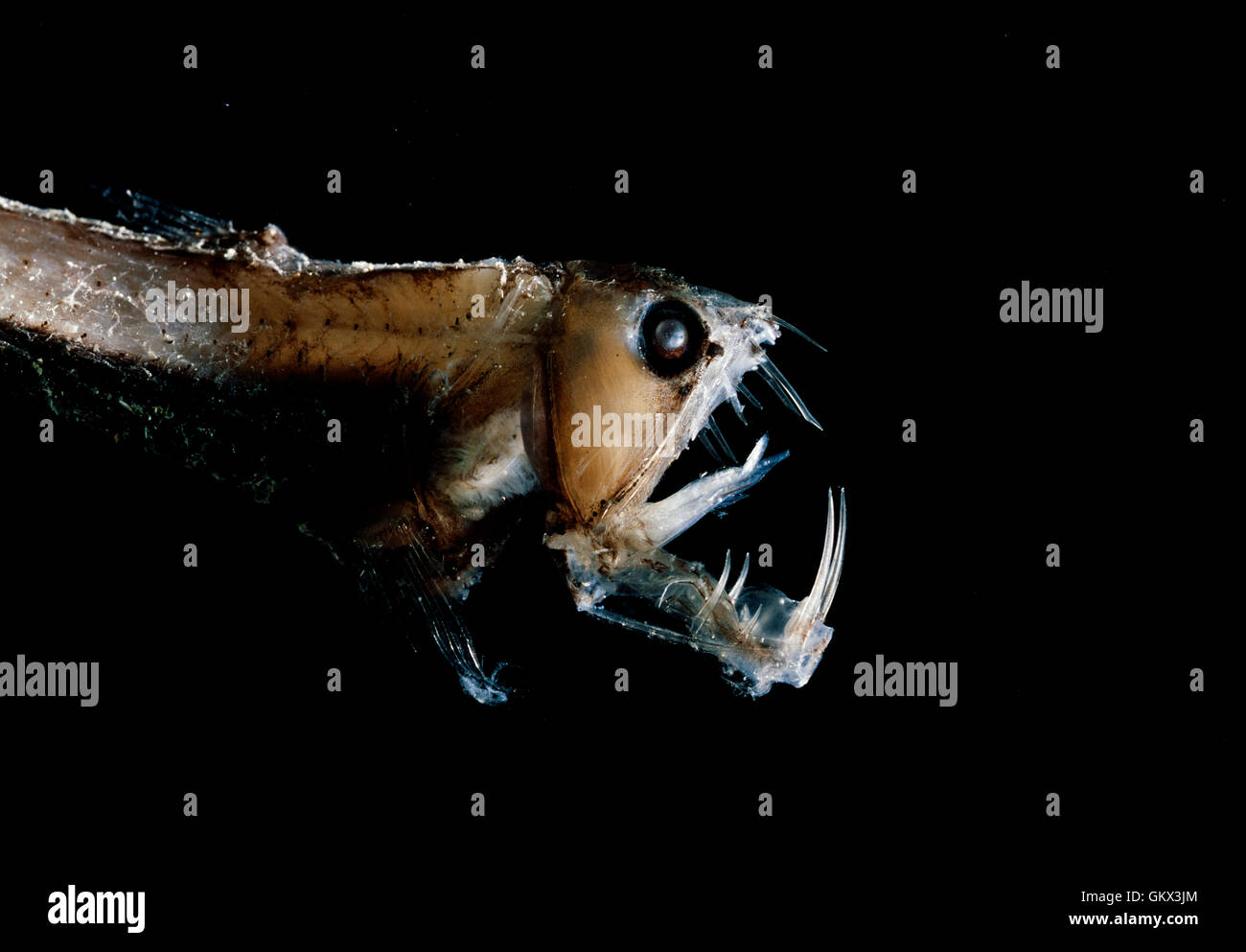 Chauliodus Danae High Resolution Stock Photography and Images - Alamy