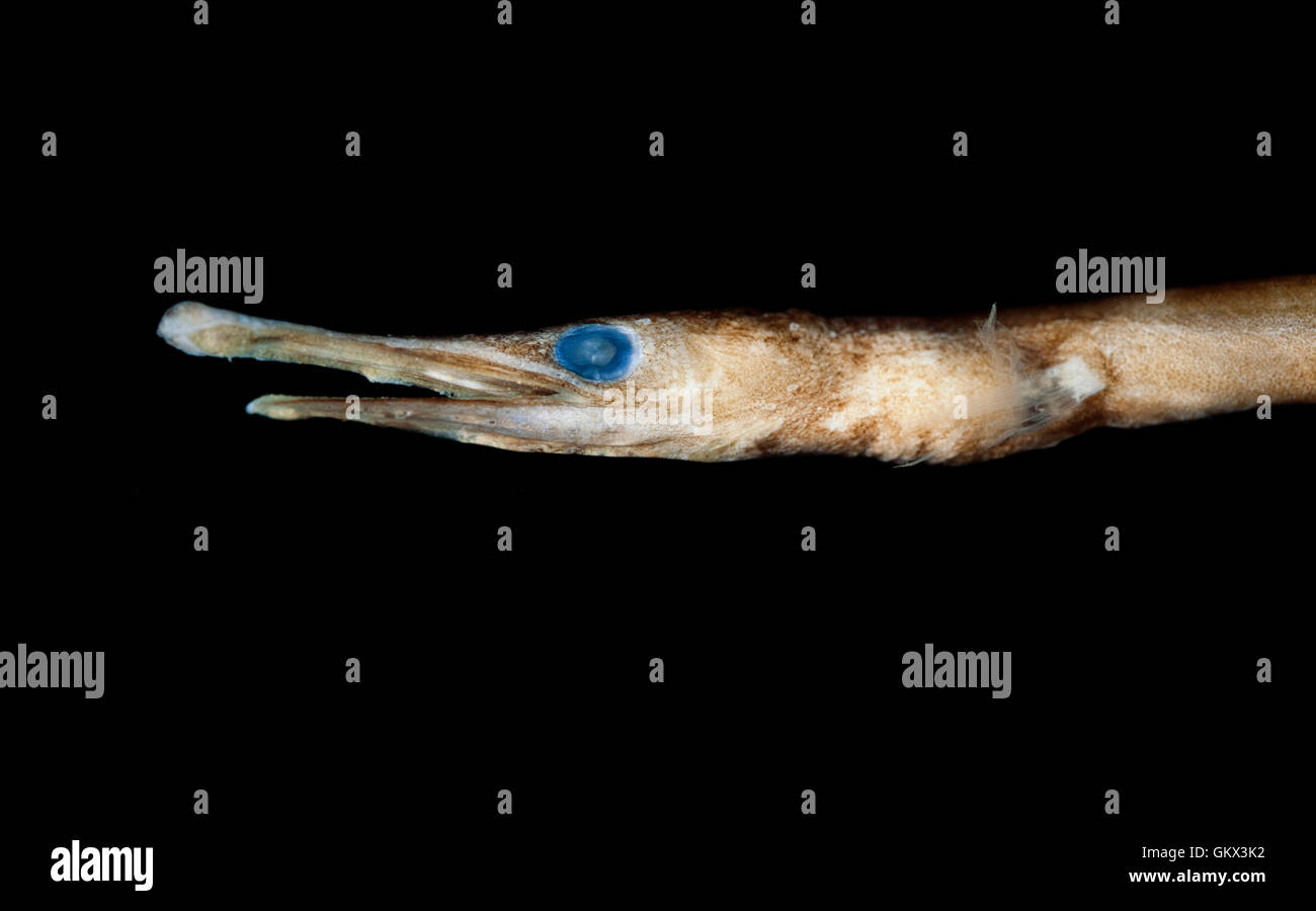 Duckbill Stock Photos & Duckbill Stock Images - Alamy