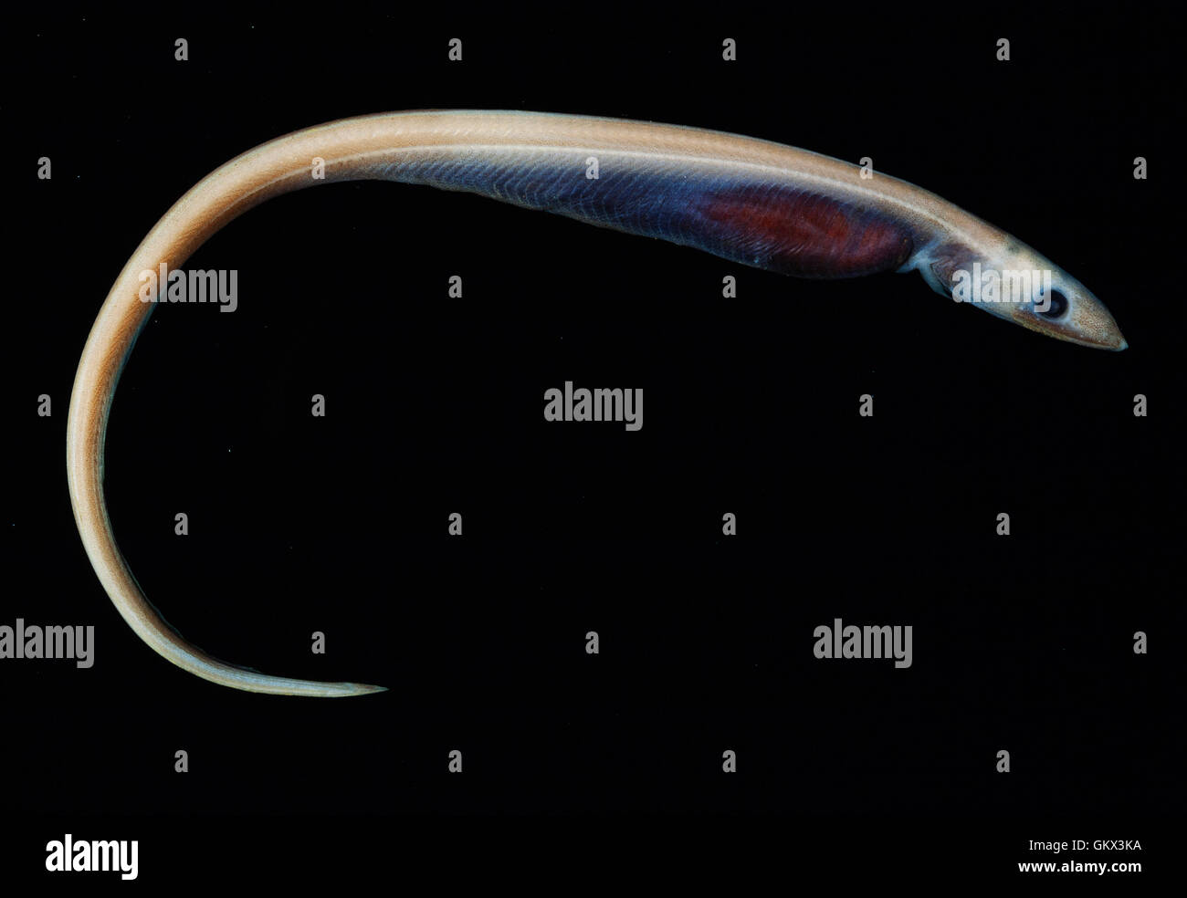Kaups Arrowtooth Eel High Resolution Stock Photography and Images - Alamy