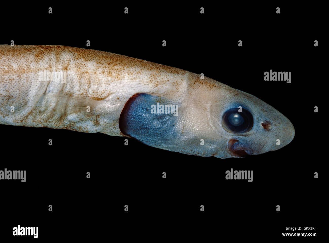 Spiny Eel Stock Photos & Spiny Eel Stock Images - Alamy