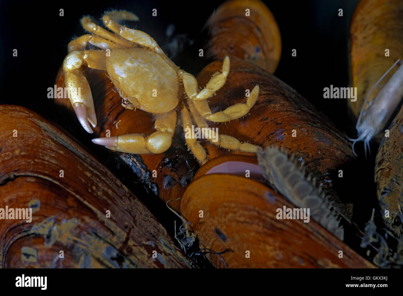 Bathymodiolus High Resolution Stock Photography and Images - Alamy