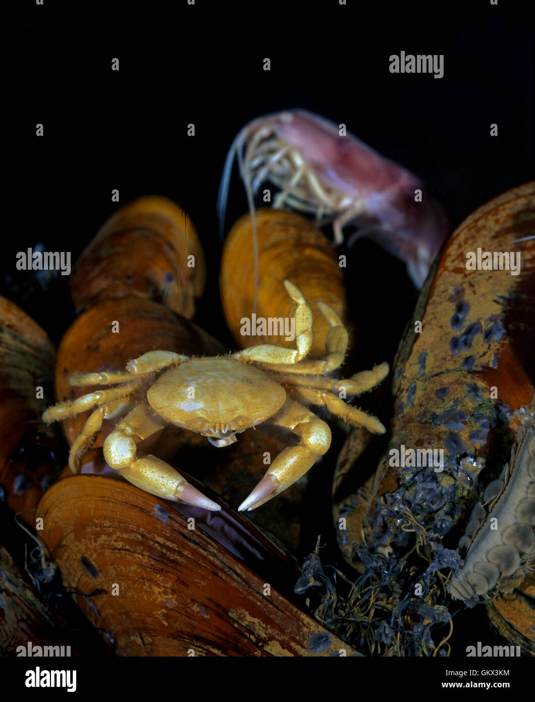 Abyssal Depths High Resolution Stock Photography and Images - Alamy