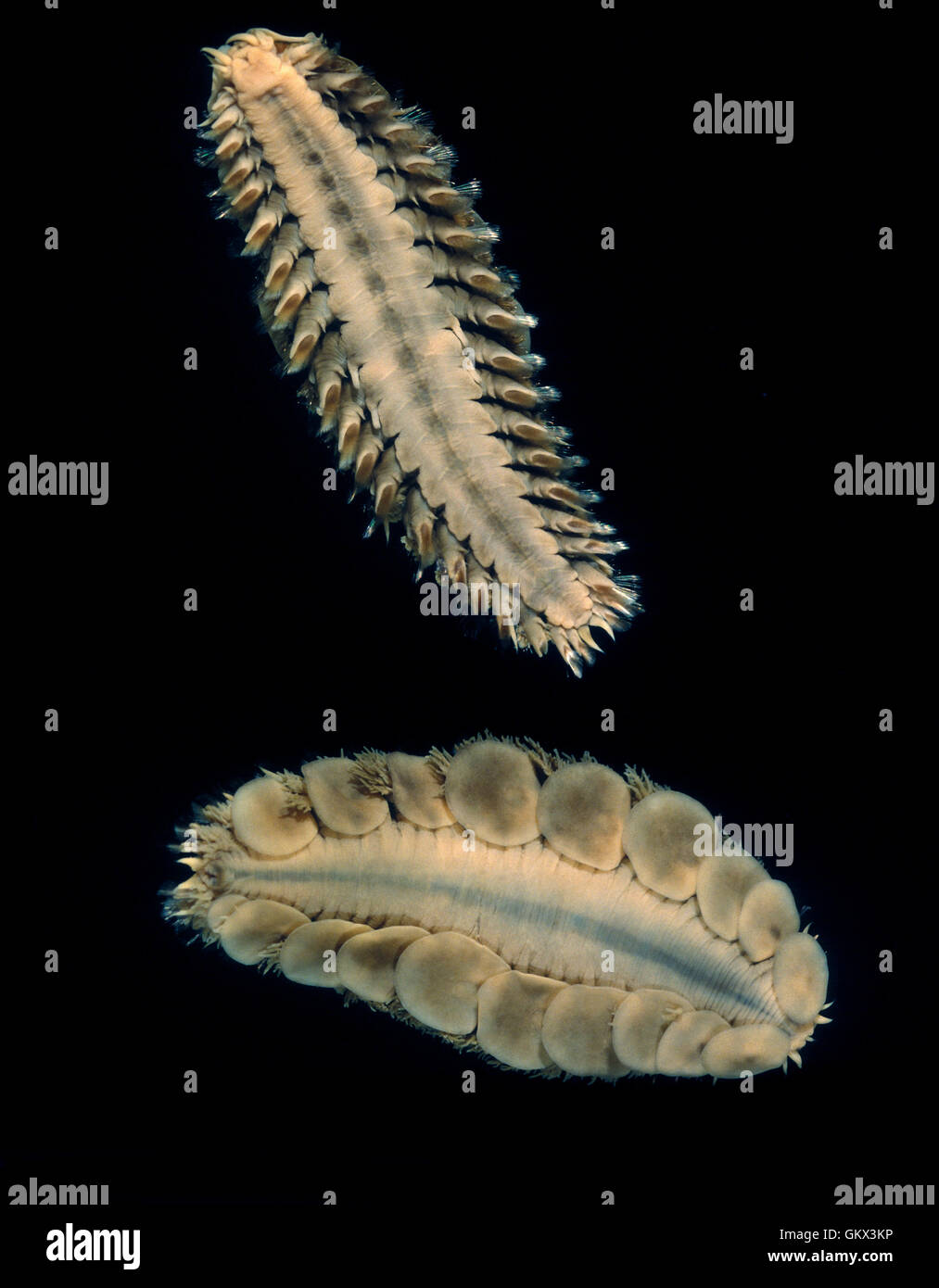 Deep Sea Habitats High Resolution Stock Photography and Images - Alamy