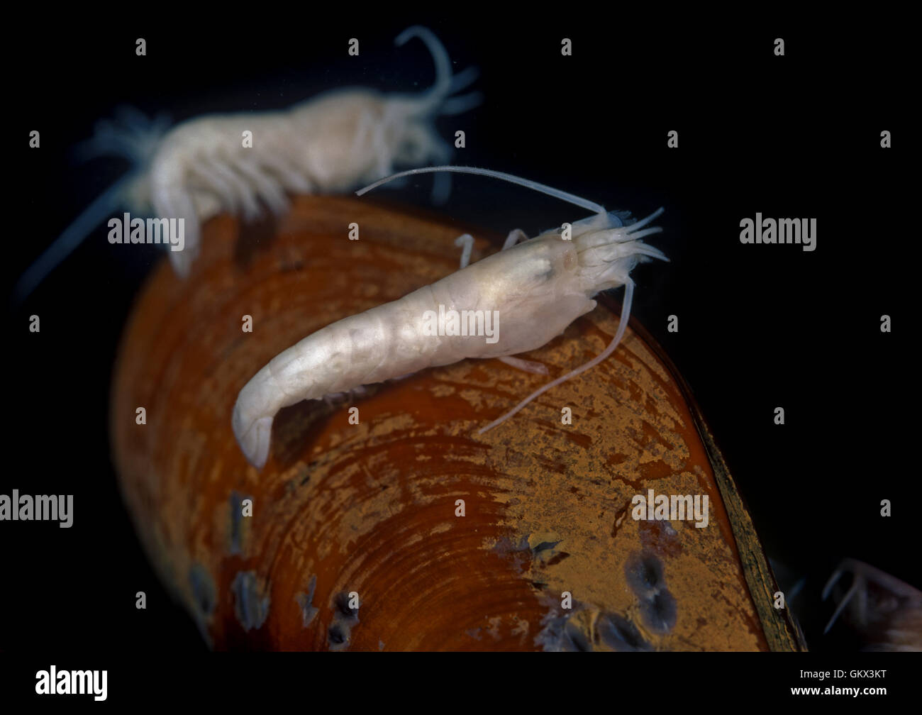 Hydrothermal Minerals High Resolution Stock Photography and Images - Alamy