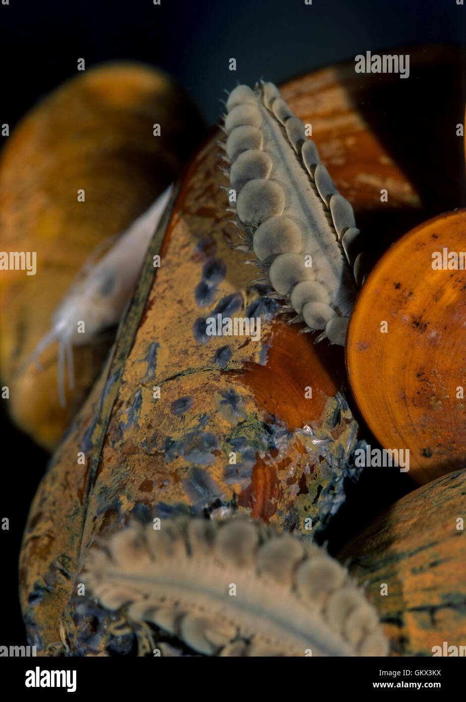 Bathymodiolus High Resolution Stock Photography and Images - Alamy