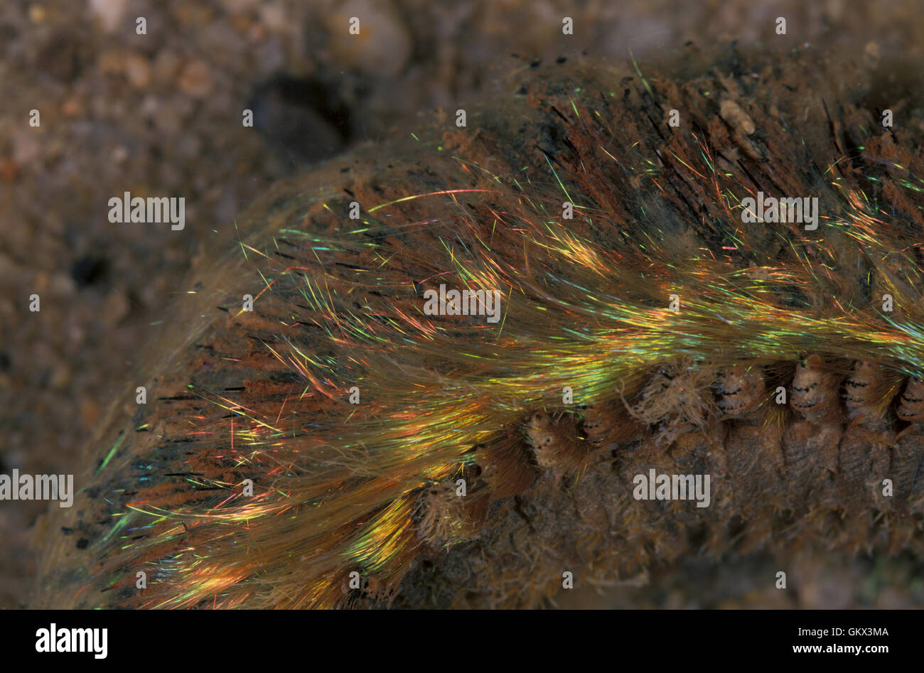 Sea Mouse High Resolution Stock Photography and Images - Alamy